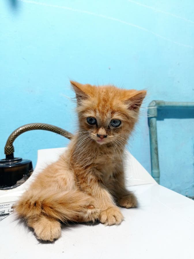 The Cat Yellow Cute on Top the Washing Stock Photo - Image of yellow ...