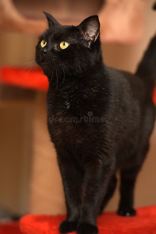 180 Demon Cat Eyes Stock Photos - Free & Royalty-Free Stock Photos from ...