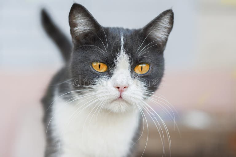 Cat Vodka Pfp Stock Photos - Free & Royalty-Free Stock Photos from ...