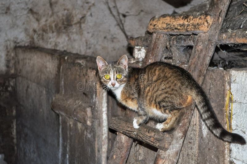 Cat with Yellow Eyes, Standing on a Ladder, Running Away, Looking at ...