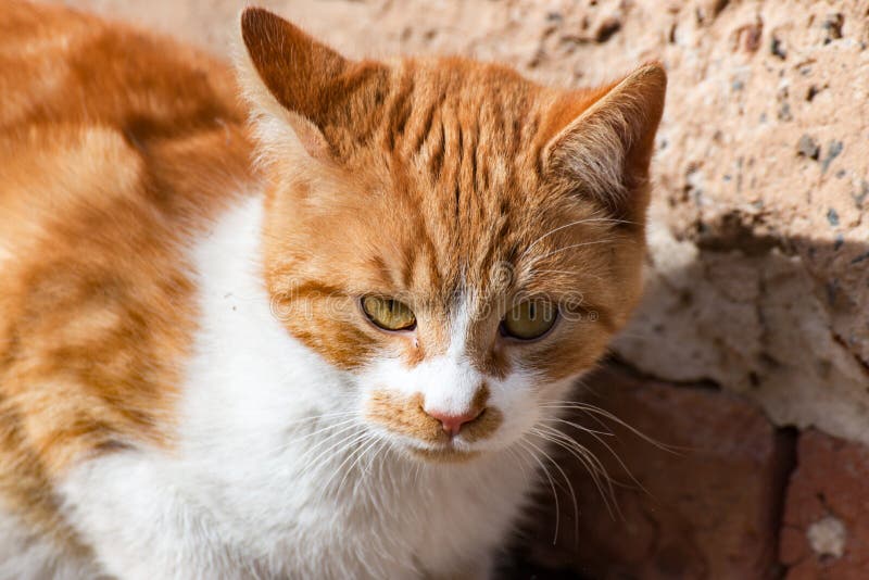 Cat with yellow fur stock photo. Image of nature, ginger - 93447300