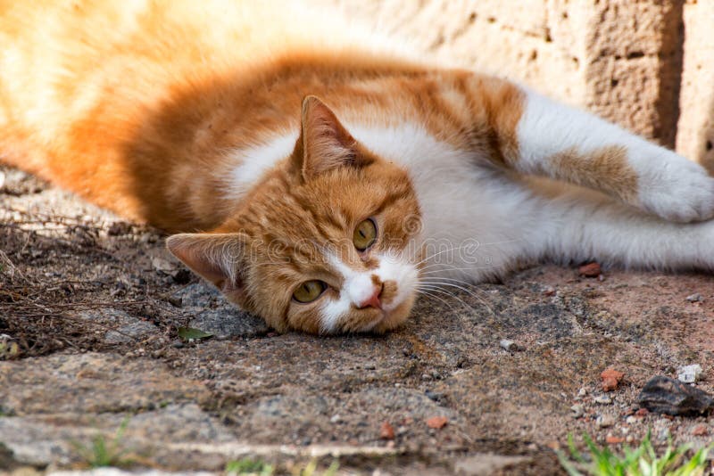 Cat with yellow fur II stock photo. Image of home, looking - 93447366