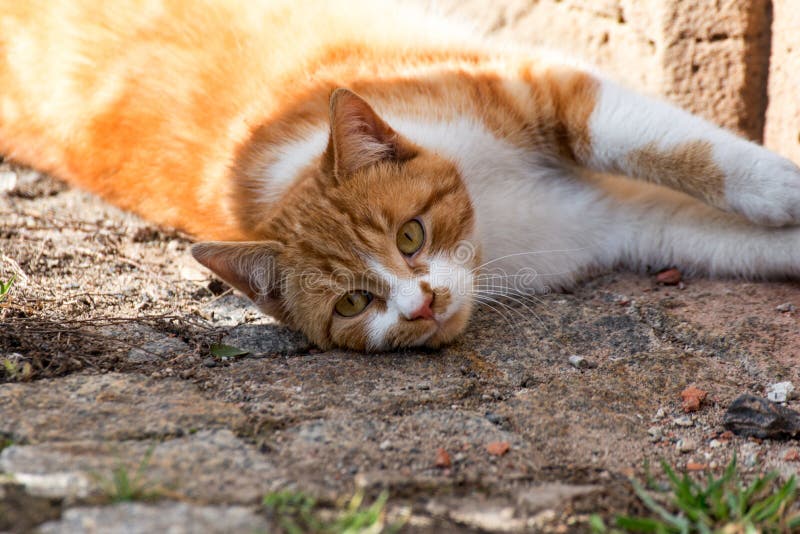 Cat with yellow fur III stock photo. Image of head, home - 93447030