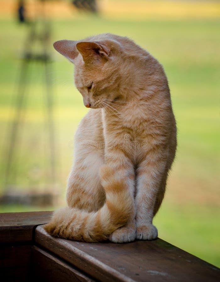 Cat stock photo. Image of cats, kitten, stripped, grass - 85737028