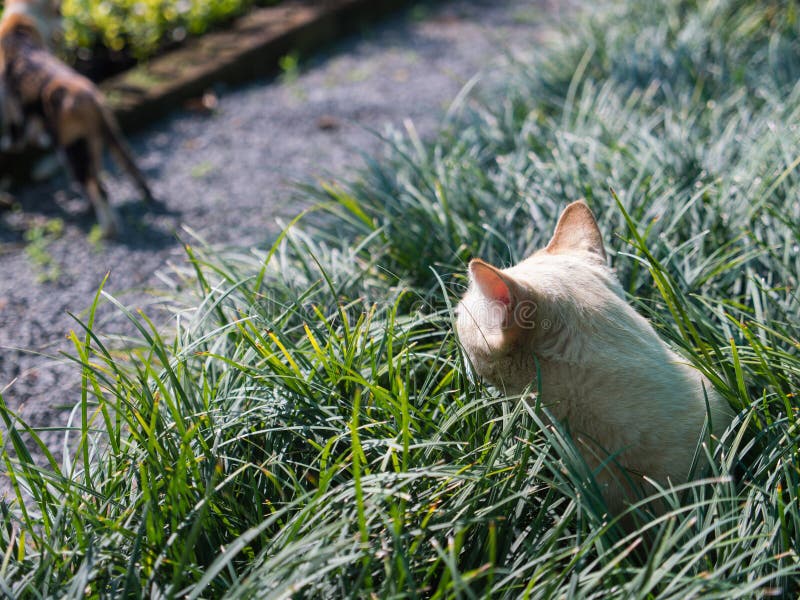 Cat Yellow White Striped Head Notch Hiding , Peeking at Another Stock ...