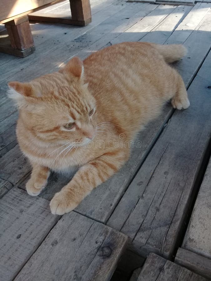 Cat yellow on the wood sun stock image. Image of yellow - 157942287