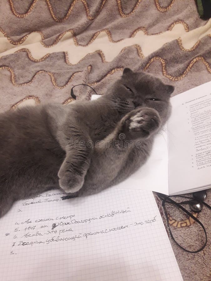 Cat stock image. Image of beautiful, homework, sweet - 128407139