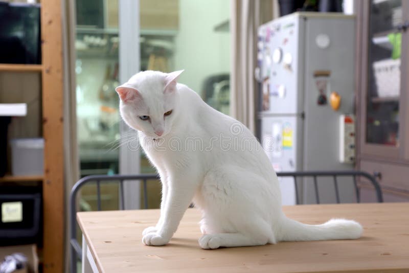 Cat stock photo. Image of sitting, adorable, peaceful - 194157956
