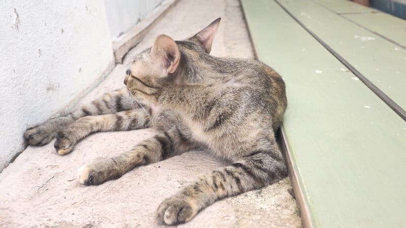 Cat Yung Single Mom Head To Turn Right and Sit Flat on the Floor Stock ...