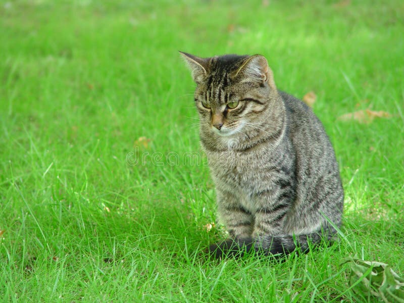 A Cat in a Zoo stock photo. Image of silent, green, stripe - 9425712