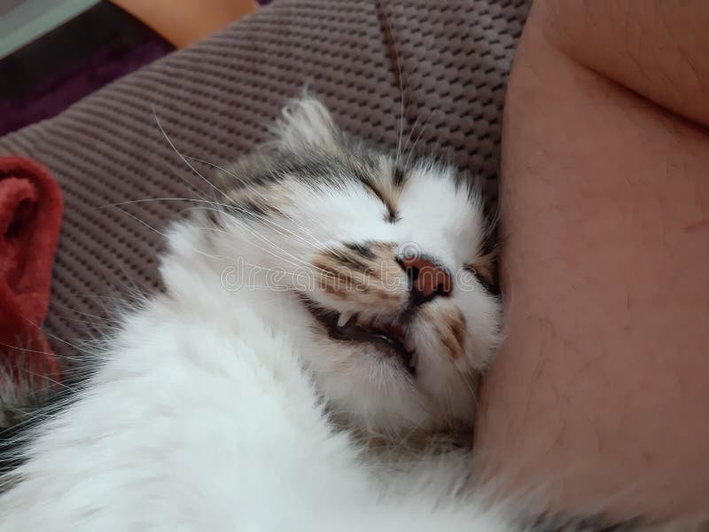 Cat1 stock image. Image of homecat, cat1, animal, sleep - 166006605