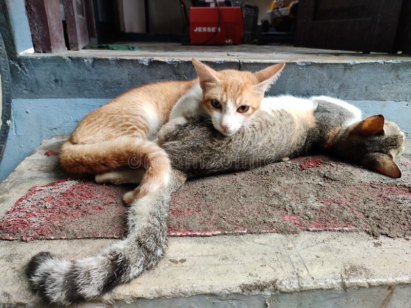 Cata taking nap stock image. Image of food, cata, cats - 263155209