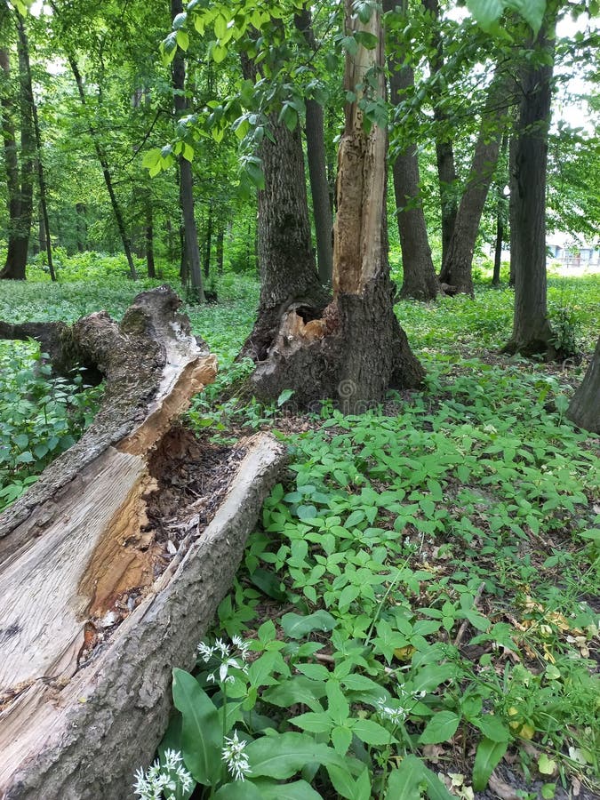 Cataclysm. Forest Landscape. Stock Photo - Image of leaved, plant ...