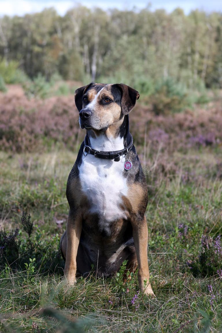 Catahoula Leopard Tri Color Stock Photos - Free & Royalty-Free Stock ...