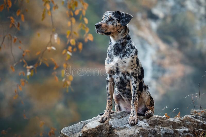 Catahoula Leopard Dog on Rocky Ledge Overlooking Lake Stock Photo ...