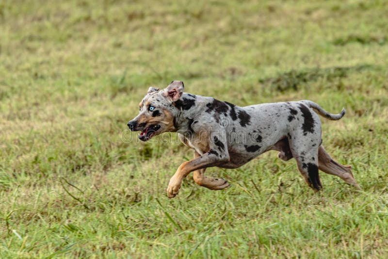 Catahoula Leopard Dog Running in and Chasing Lure on Field Stock Photo ...