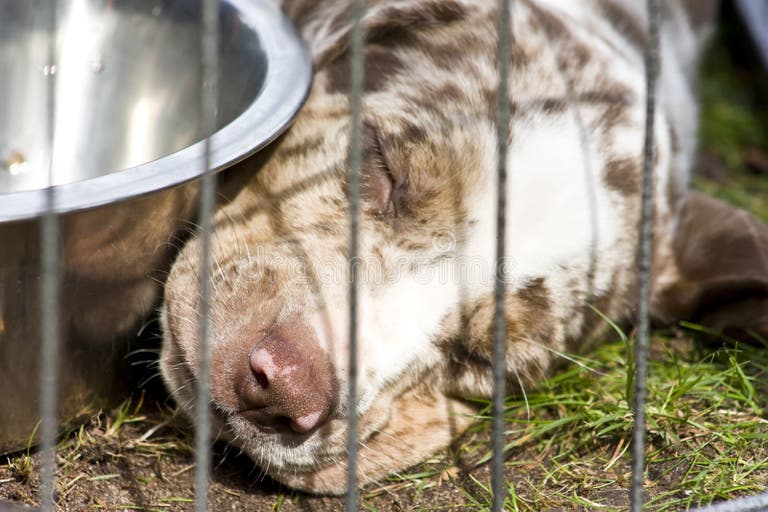 Catahoula Puppy stock image. Image of collar, hound, beautiful - 21144485