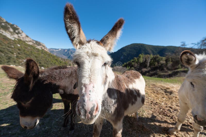 Catalan Donkeys in the Pyrenees in Spain Stock Photo - Image of equus ...
