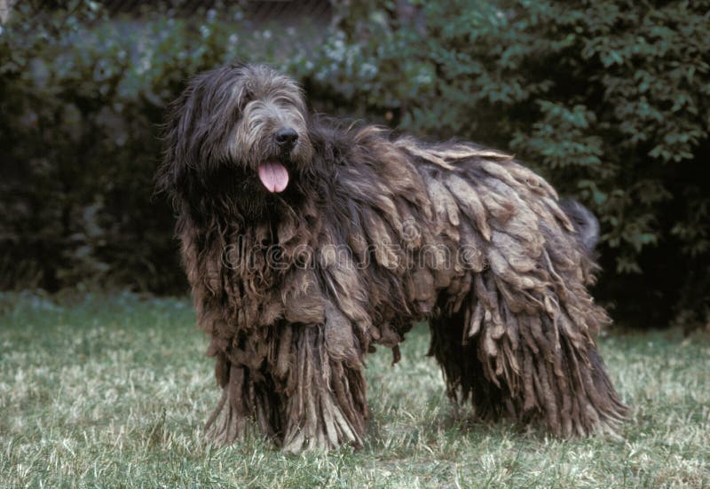 Berger catalan stock photo. Image of shepherd, outdoors - 172937258
