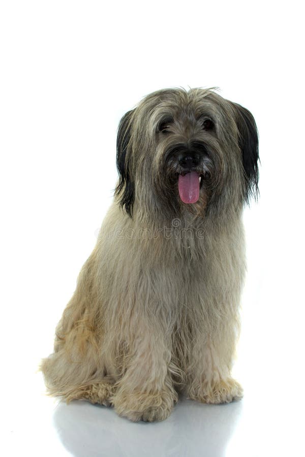 CATALAN SHEPHERD DOG SITTING in FRONT of WHITE BACKGROUND. STUDIO SHOT ...