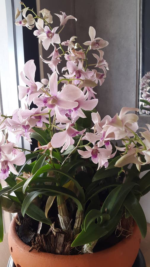 The cataleya stock image. Image of light, green, cataleya - 58401645