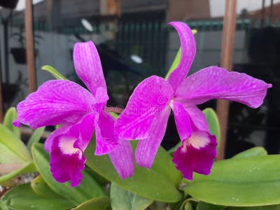 Catalia Flower Stock Photos - Free & Royalty-Free Stock Photos from ...