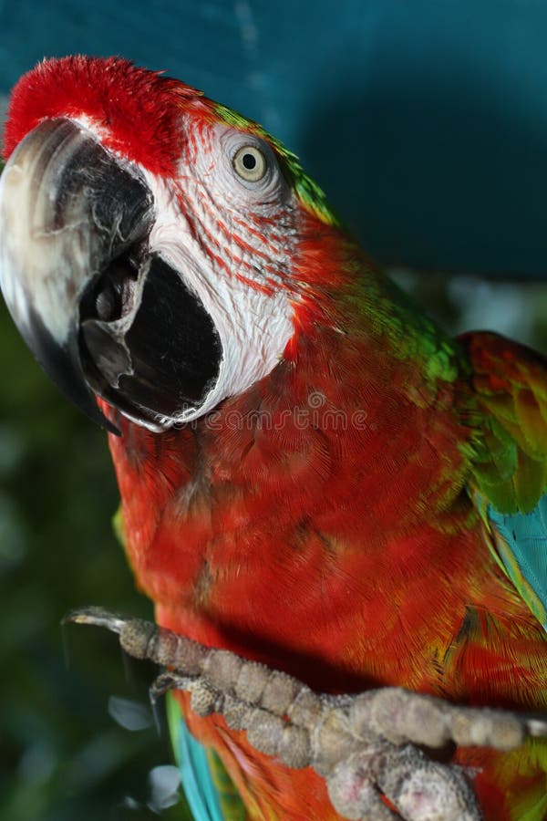 Catalina Macaw stock image. Image of profile, avian, rainbow - 39948377