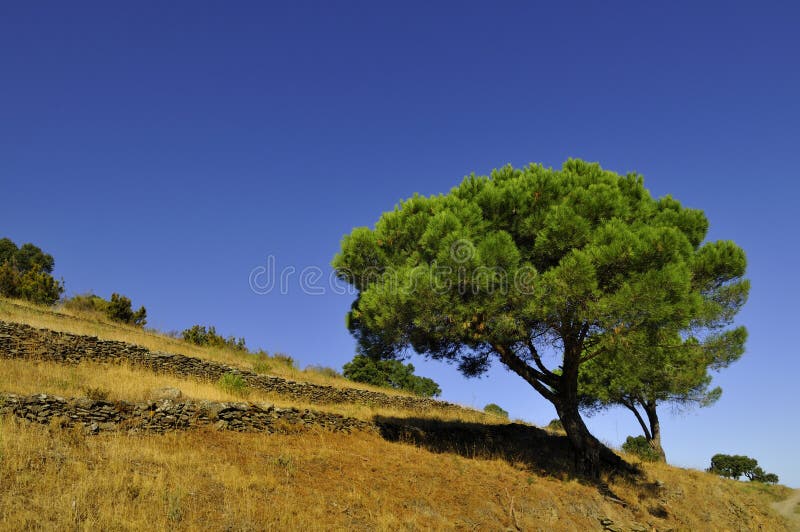 Catalonia landscape stock photo. Image of countryside - 11573204