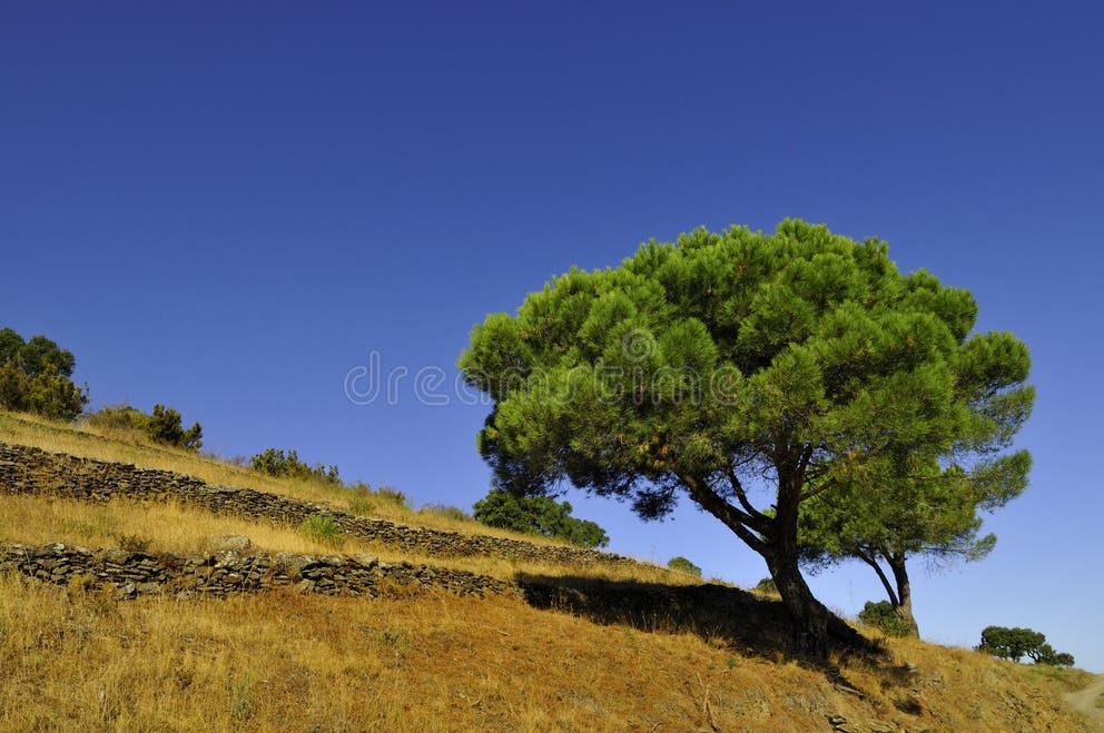 Catalonia landscape stock photo. Image of countryside - 11573204