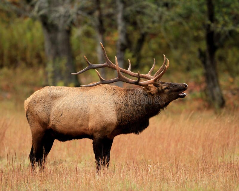 Cataloochee Elk stock photo. Image of bugle, mate, mammal - 23913926