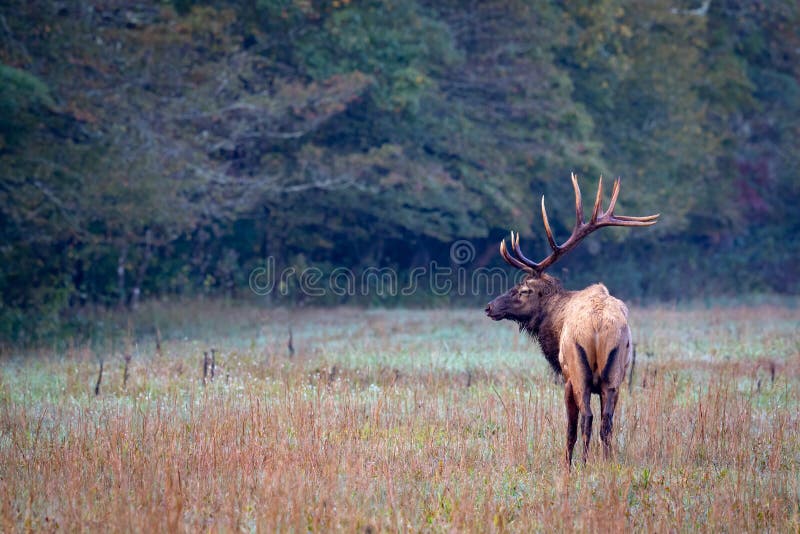 Big Elk Large Rack Horns Montana Stock Image - Image of rack, field ...