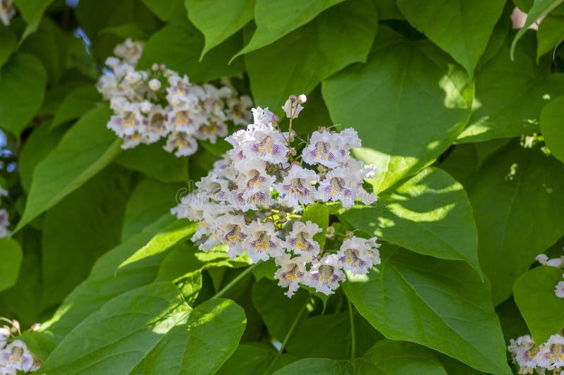 Catalpa Bignonioides Indian-bean-tree Medium Sized Deciduous Ornamental ...