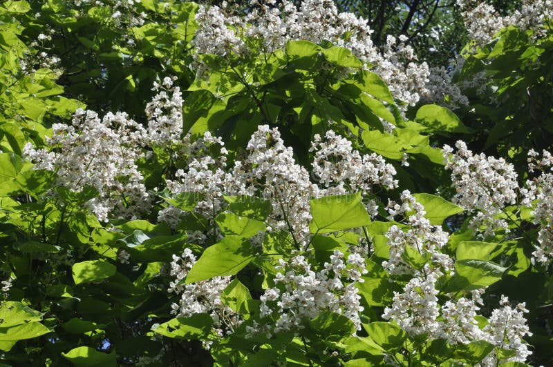 Catalpa in bloom stock image. Image of park, botany - 314912225