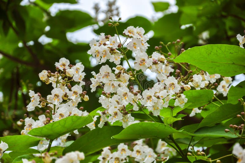 Catalpa Blooming Spring, Macro Stock Photo - Image of spring, catalpa ...