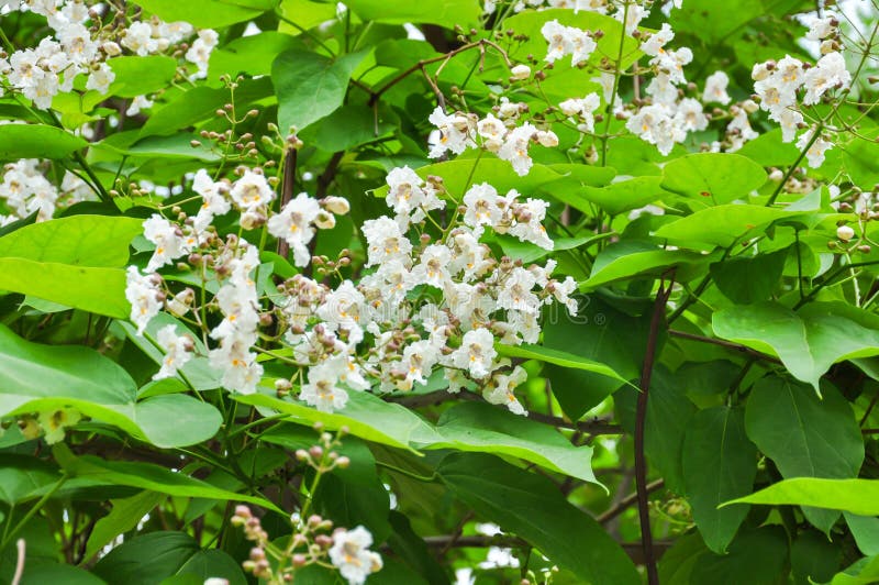 Catalpa Blooming Spring, Macro Stock Photo - Image of flowers, common ...