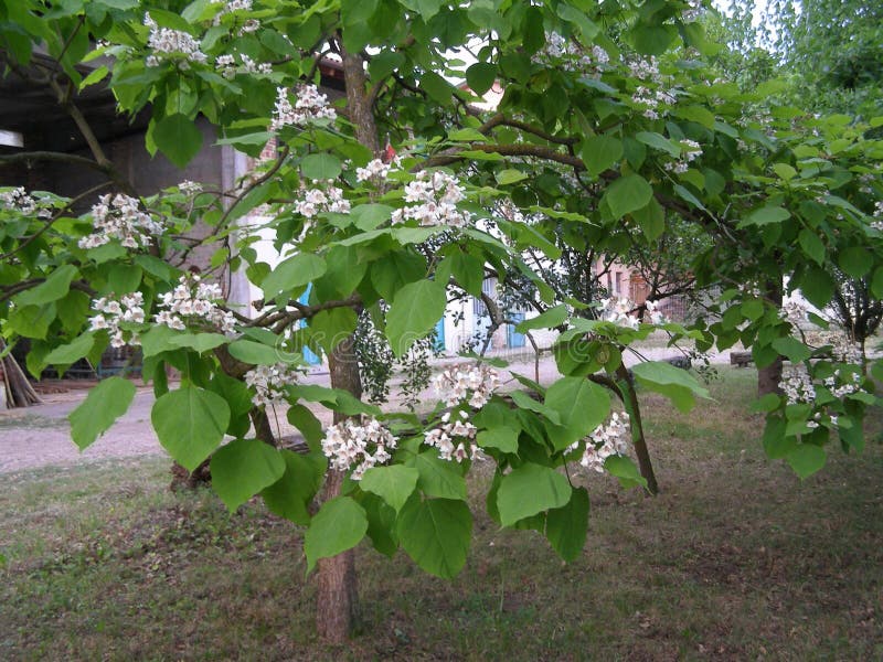 Catalpa. Classe. Bignoniaceae Image stock - Image du végétation ...