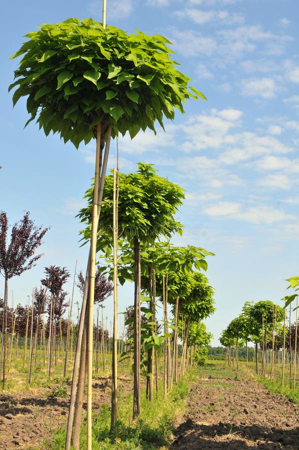 Catalpa rows stock photo. Image of summer, shrub, sale - 22876292