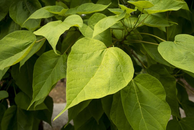 Leaves of Catalpa Speciosa or Northern Catalpa Stock Photo - Image of ...