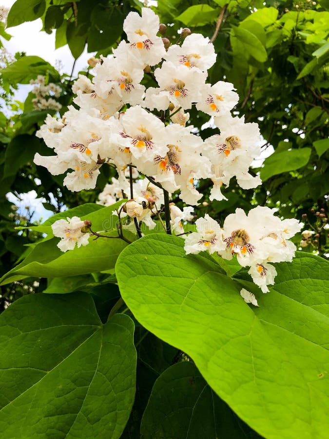 Catalpa Tree with White Flowers Stock Image - Image of flower, flowers ...