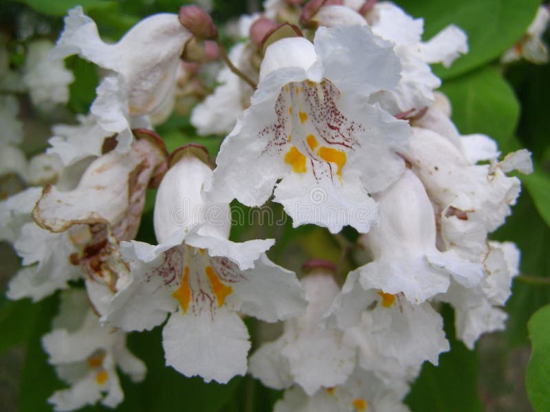 Catalpa Tree Scient. Class. Bignoniaceae Stock Image - Image of ...