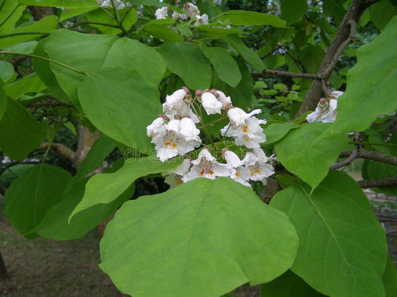 Catalpa Tree Scient. Class. Bignoniaceae Stock Image - Image of natural ...