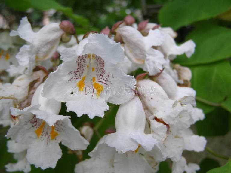 Catalpa Tree Scient. Class. Bignoniaceae Stock Image - Image of plants ...