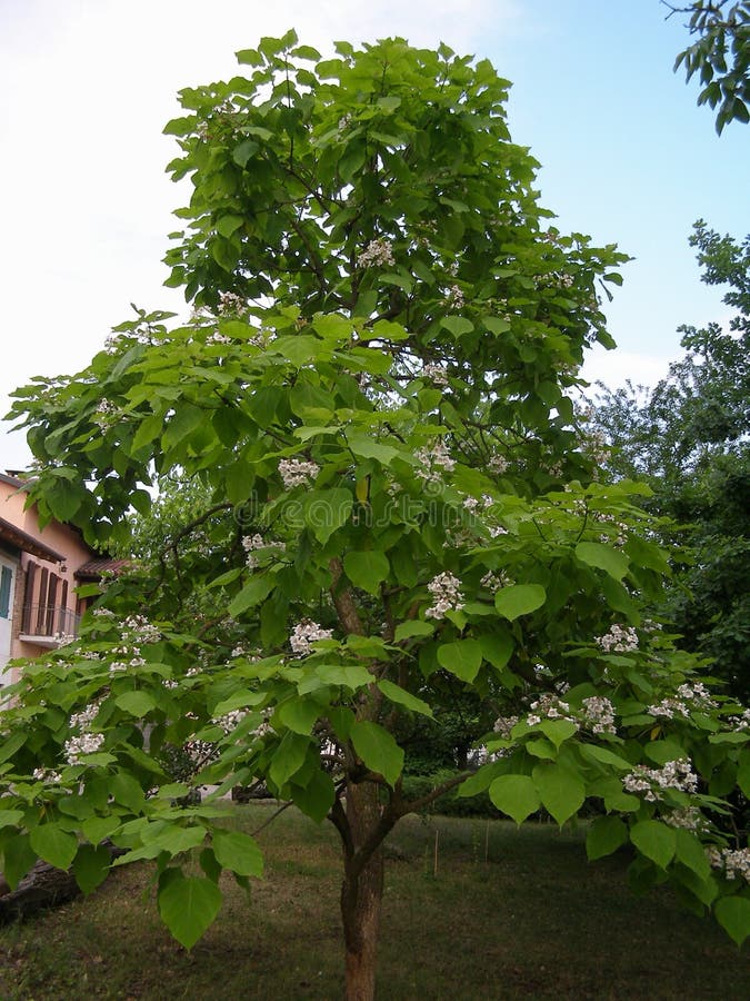 Catalpa Tree Scient. Class. Bignoniaceae Stock Image - Image of scient ...
