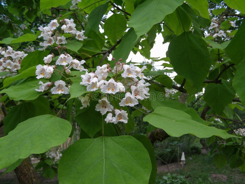 Catalpa Tree Scient. Class. Bignoniaceae Stock Photo - Image of natural ...