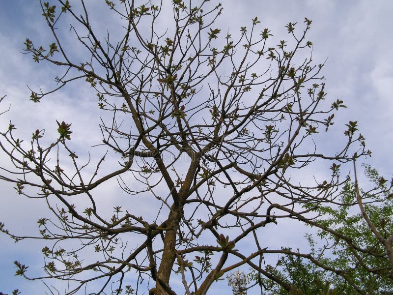 Classification Catalpeae Stock Photos - Free & Royalty-Free Stock ...