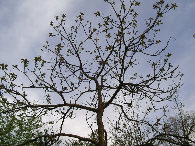 Catalpa Tree Scient. Class. Catalpeae Stock Image - Image of scient ...