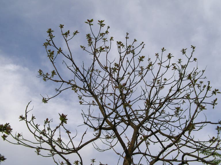 Catalpa Tree Scient. Class. Catalpeae Stock Photo - Image of catawba ...