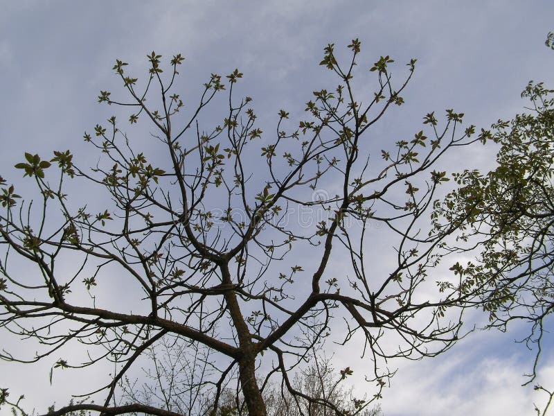 Catalpa Tree Scient. Class. Catalpeae Stock Image - Image of catawba ...