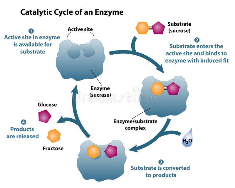 Catalytic Cycle of an Enzyme Stock Vector - Illustration of molecular ...