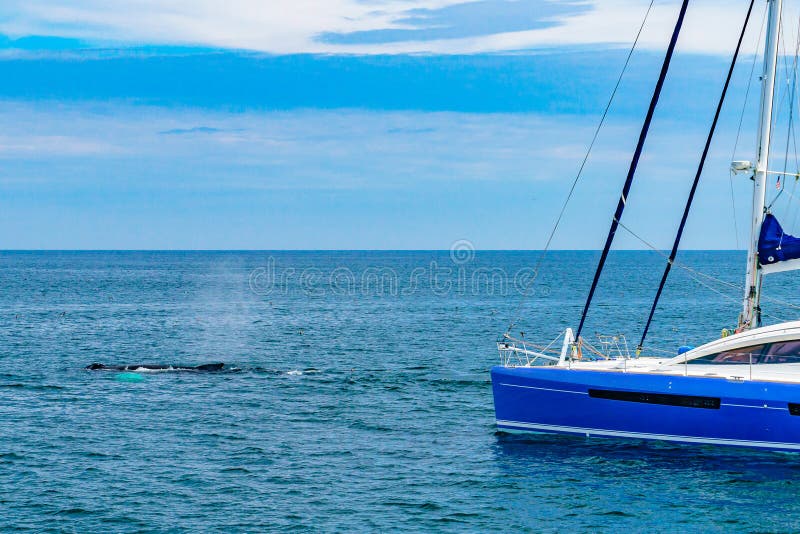 Catamaran and Whale, Cape Cod, Massachusetts, US Stock Image - Image of ...